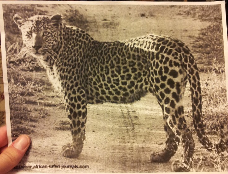 Leopard – A Detailed Guide (400 hour project) with step by step ...